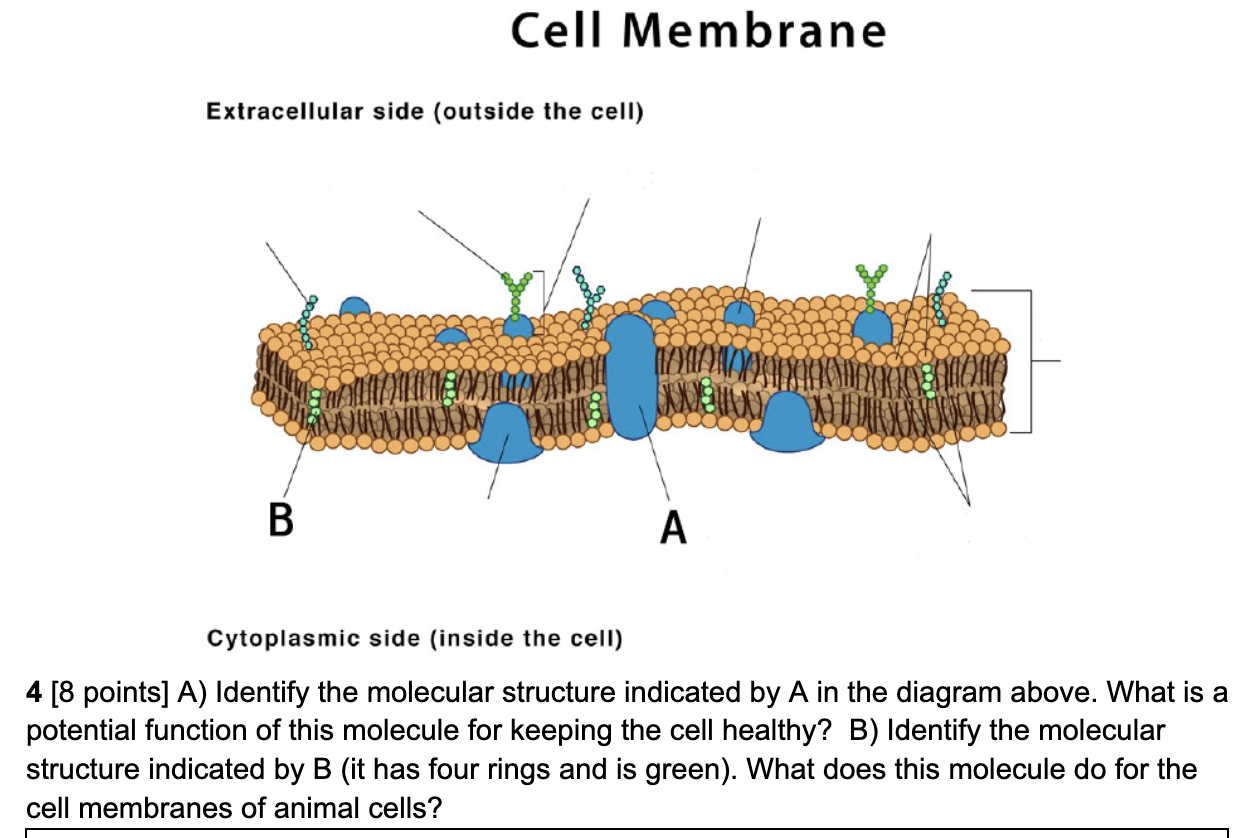 Solved Cell Membrane Extracellular side (outside the cell) | Chegg.com
