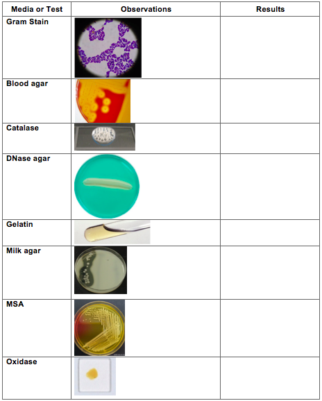 Solved determine the bacteria by filling out the results of | Chegg.com