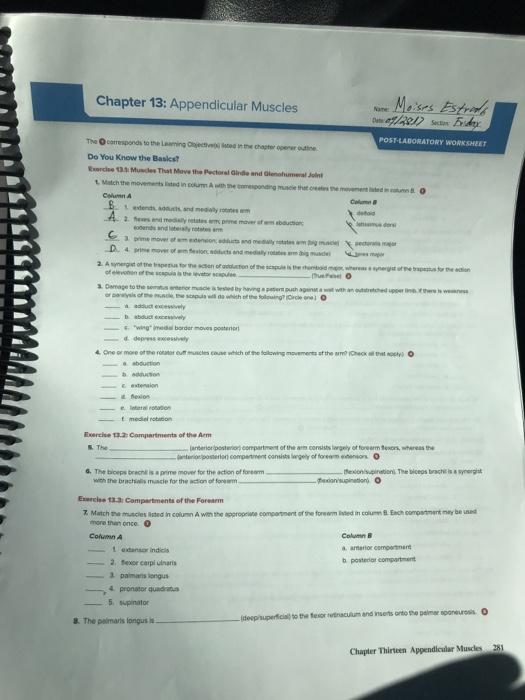 Chapter 13: Appendicular Muscles POST-LABORATORY | Chegg.com
