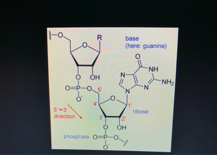 Solved Include the structure of DNA in your discussion. | Chegg.com