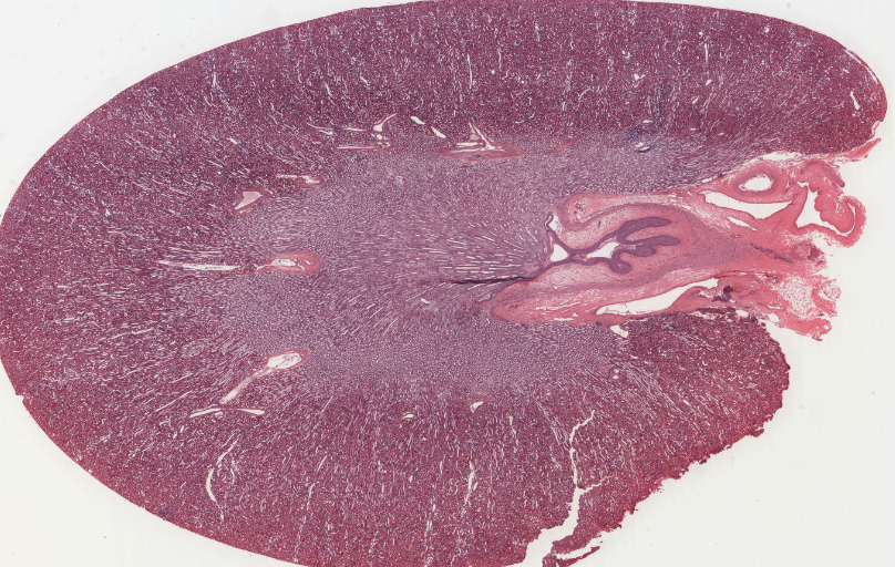 This slide is a picture of the kidney, cut on a | Chegg.com