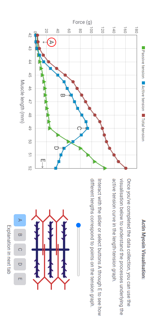 Solved Use the data you generated during the length-tension | Chegg.com