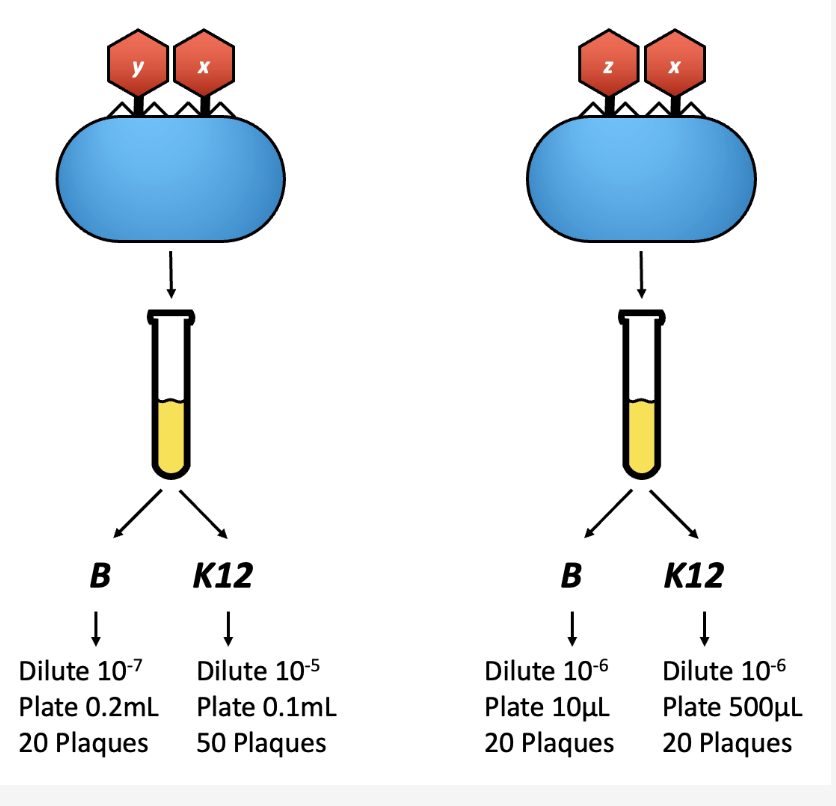 Solved You have a different set of phage that have mutations | Chegg.com Solved You have a different set of phage that have mutations | Chegg.com