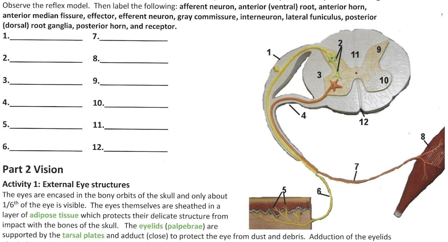 Solved Observe the reflex model. Then label the following: | Chegg.com