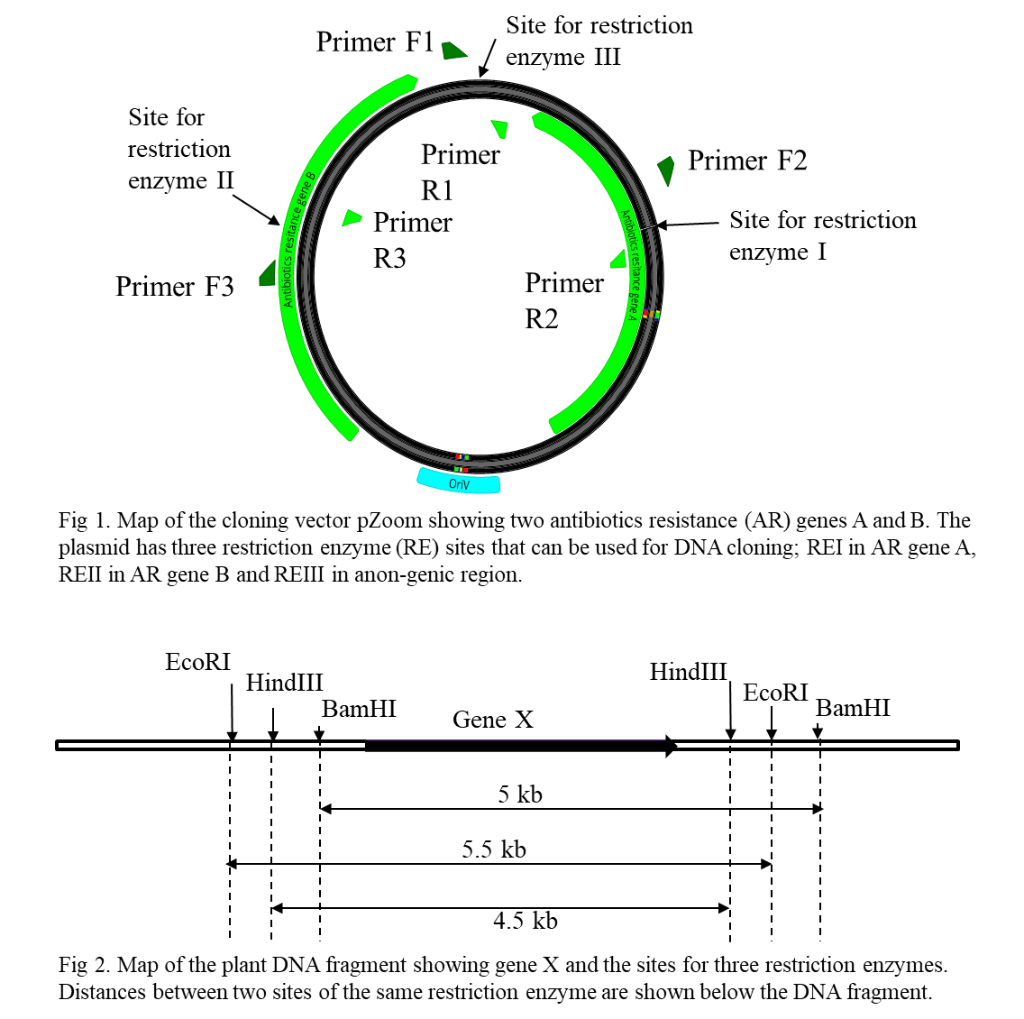 Q1 A research laboratory identified a gene X of | Chegg.com
