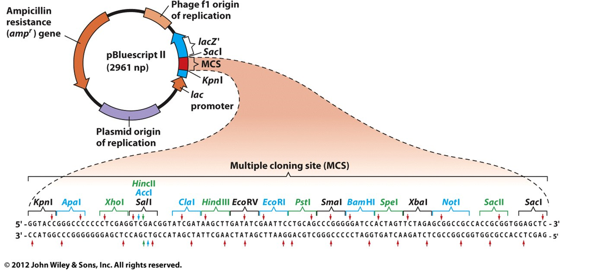 Solved Your job is to clone a gene into a Bluescript | Chegg.com