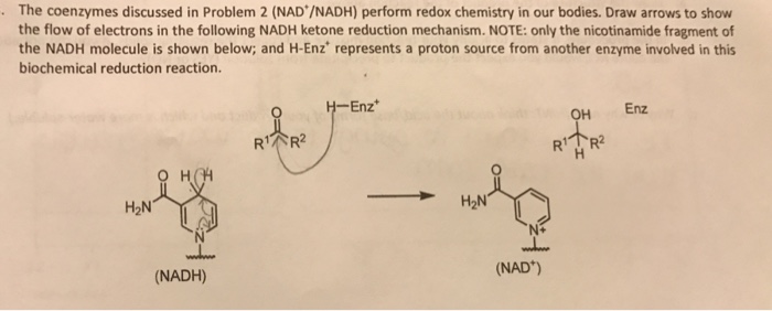 Solved The coenzymes discussed in Problem 2 (NAD^+/NADH) | Chegg.com