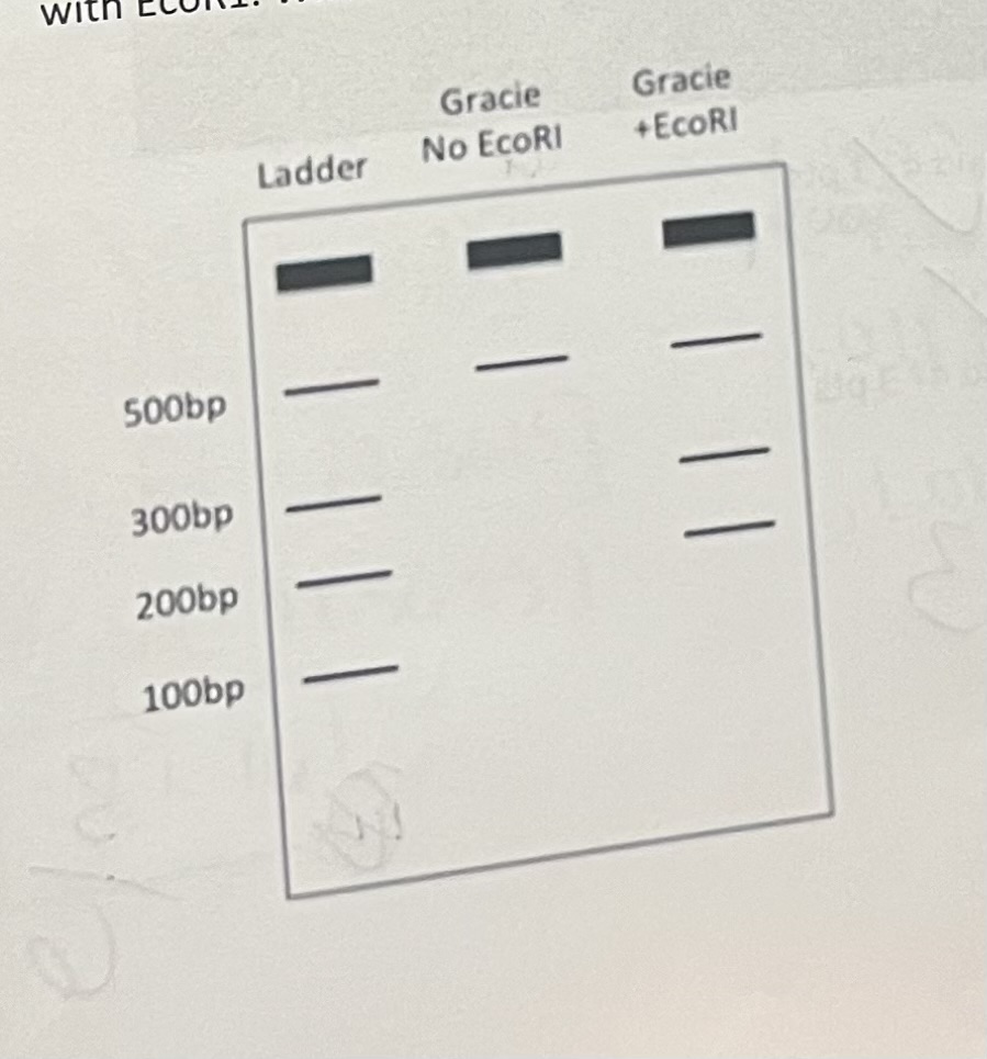 Solved magine that you have just finished the using a dCAPs | Chegg.com
