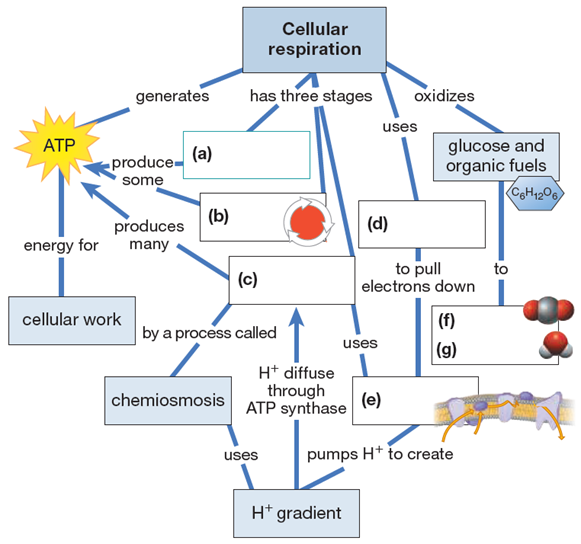 Solved Cellular respiration ATP produce. (a) (d) generates | Chegg.com