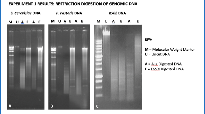 Solved From the results of the DNA digests and | Chegg.com