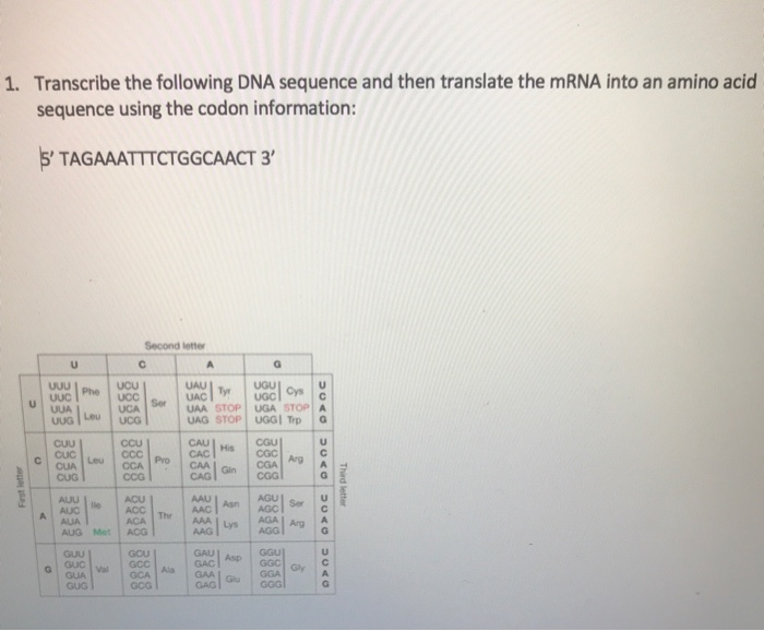 Solved 1. Transcribe the following DNA sequence and then | Chegg.com