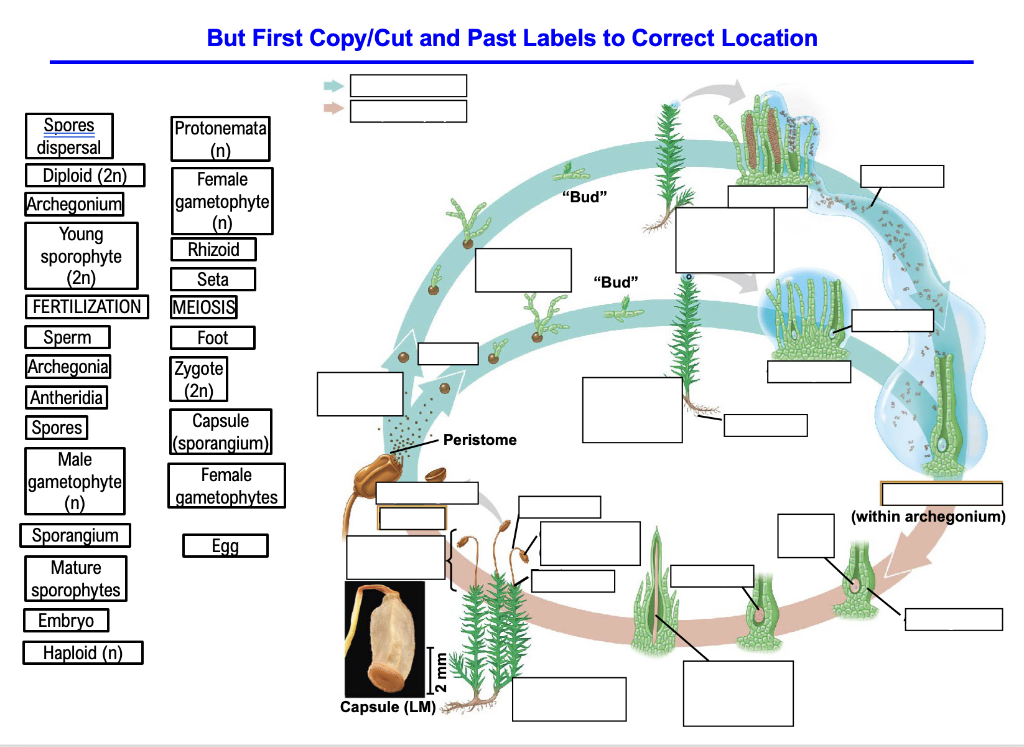 Solved But First Copy/Cut and Past Labels to Correct | Chegg.com