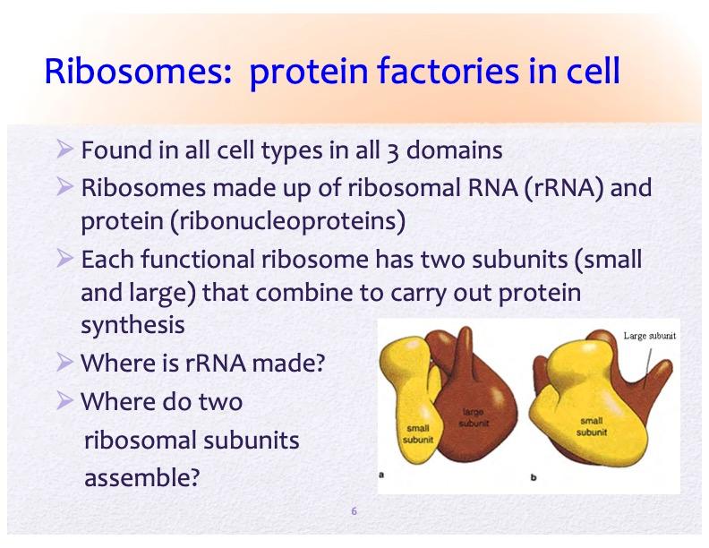Solved 1. Name one factor that limits cell size. 2. Define | Chegg.com