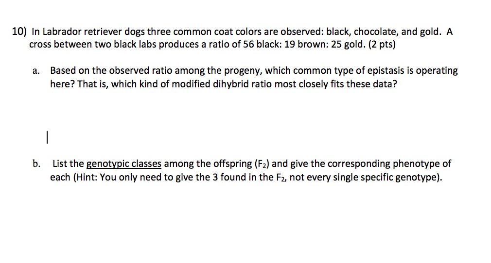 Solved 10) In Labrador retriever dogs three common coat | Chegg.com