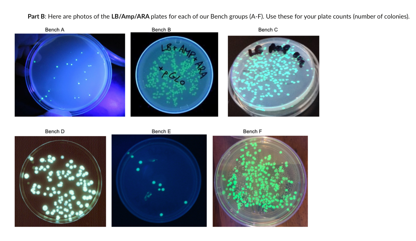 Solved Part B: Here are photos of the LB/Amp/ARA plates for | Chegg.com