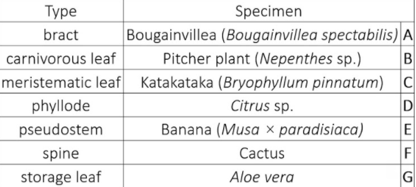 Types Of Modified Leaves