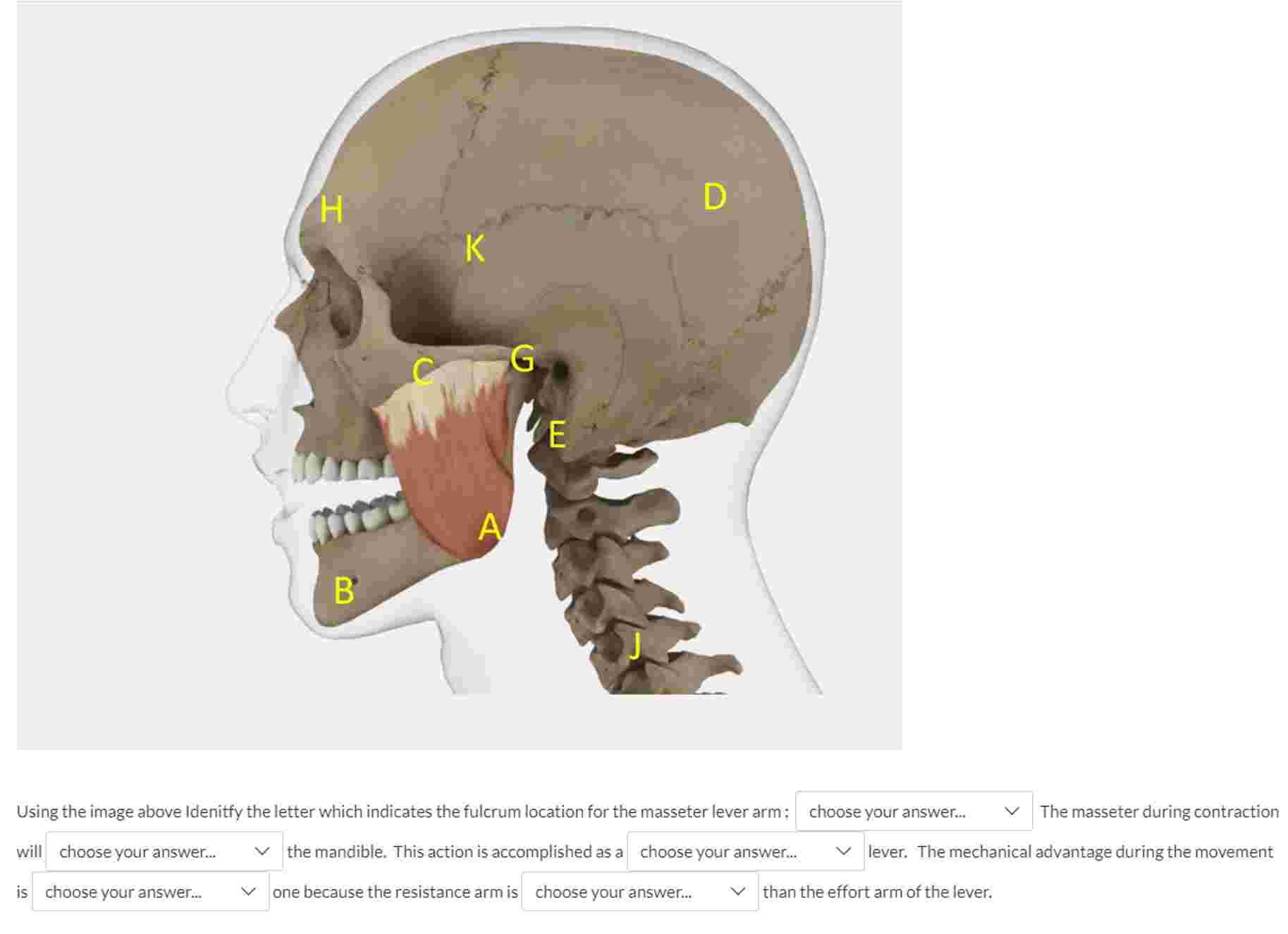 Solved I need help with my anatomy lever's.I need help with | Chegg.com