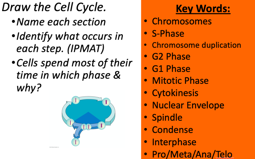 Solved Draw the Cell Cycle. • Name each section •Identify | Chegg.com