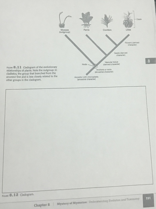 Solved EXERCISE 8.6 Constructing a Cladogram nlike Linnacan | Chegg.com