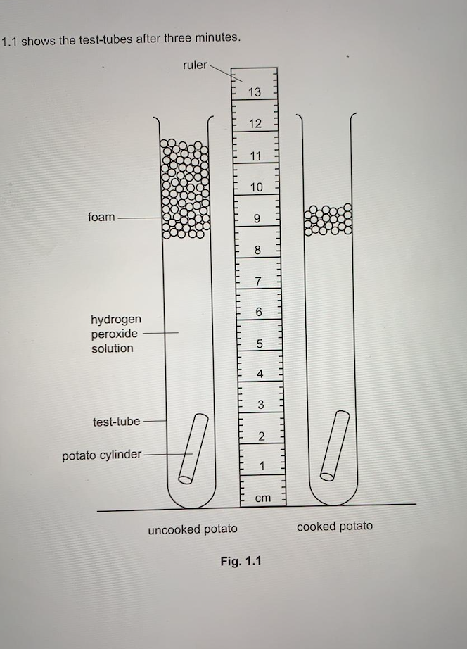 Catalase Test Tube