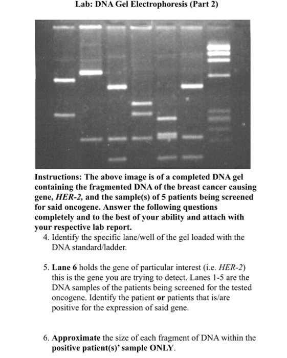 Solved Lab: DNA Gel Electrophoresis (Part 2) Instructions: | Chegg.com