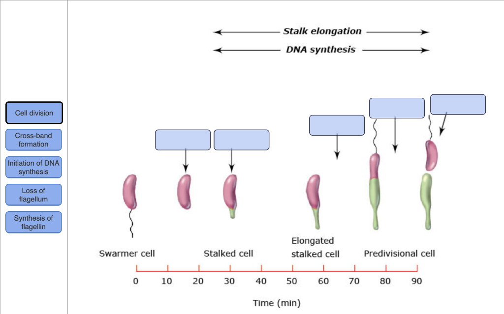 Solved Correctly identify the events occurring in the | Chegg.com