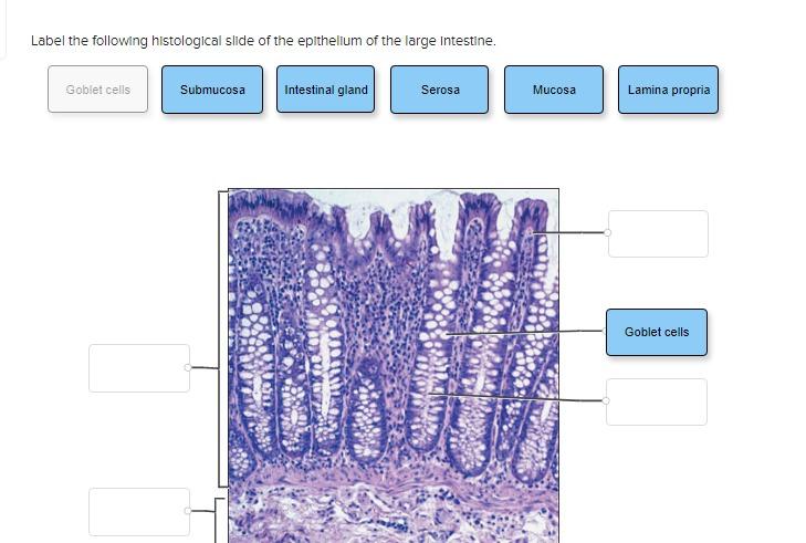 Large Intestine Histology Slides