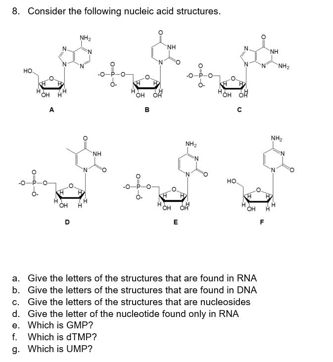 Solved 8. Consider the following nucleic acid structures. | Chegg.com