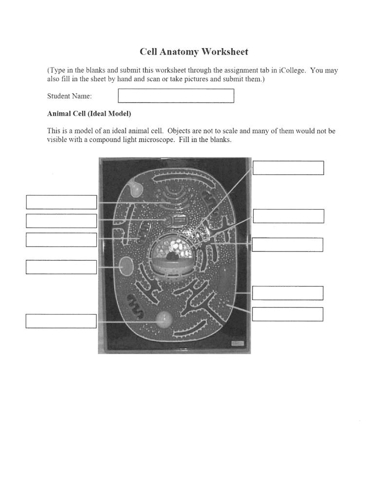Solved Cell Anatomy Worksheet (Type in the blanks and submit | Chegg.com