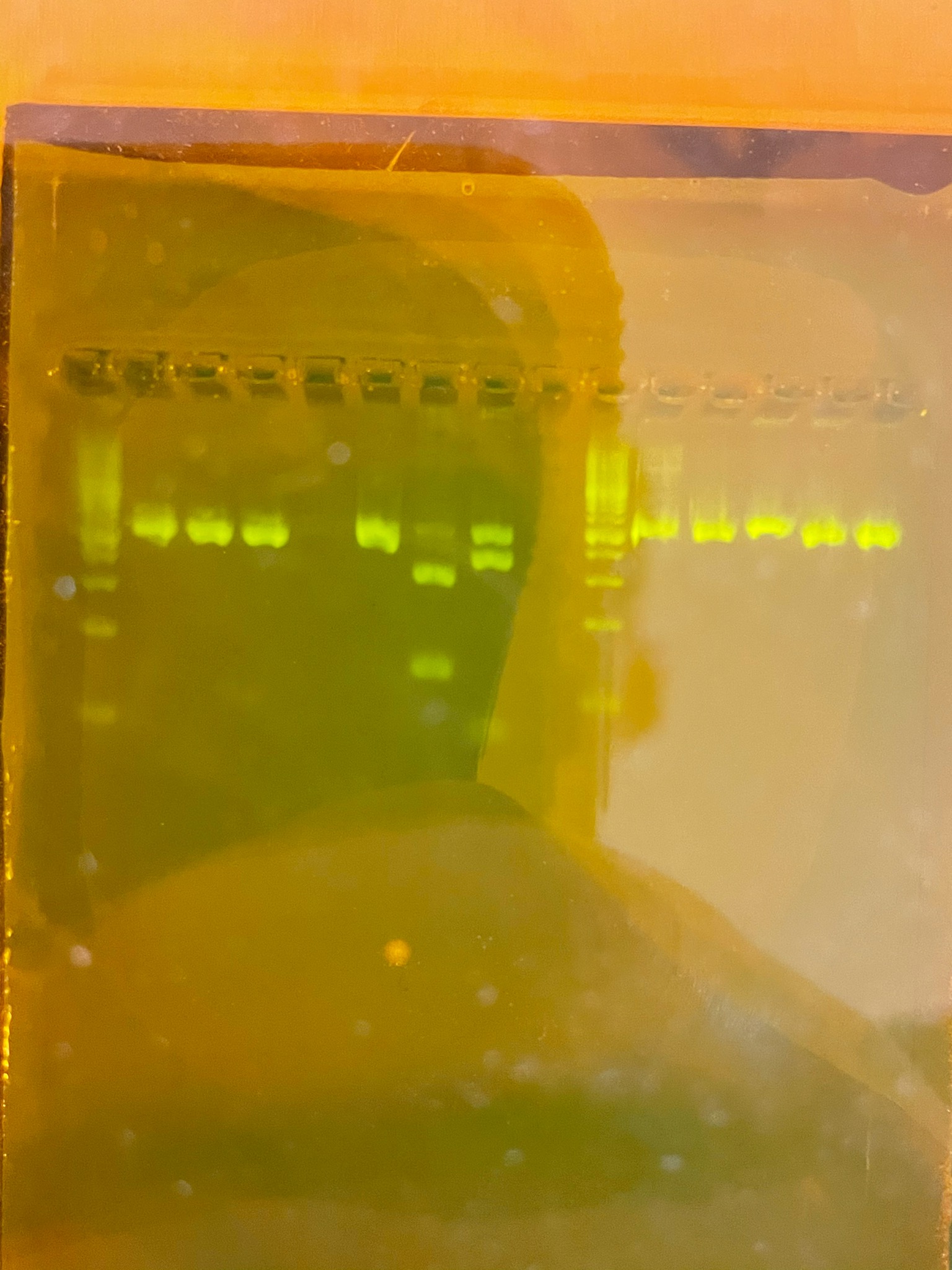 Solved Annotate gel picture interpreting if there is | Chegg.com