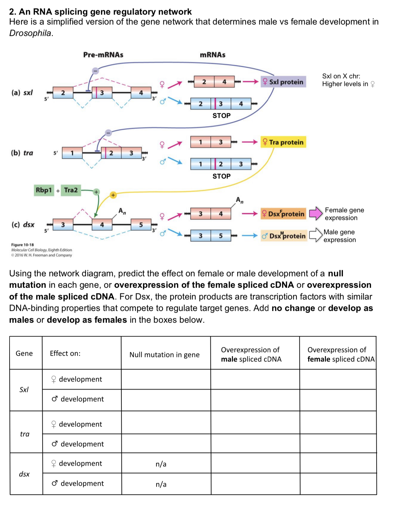 Solved 2. An RNA splicing gene regulatory network Here is a | Chegg.com