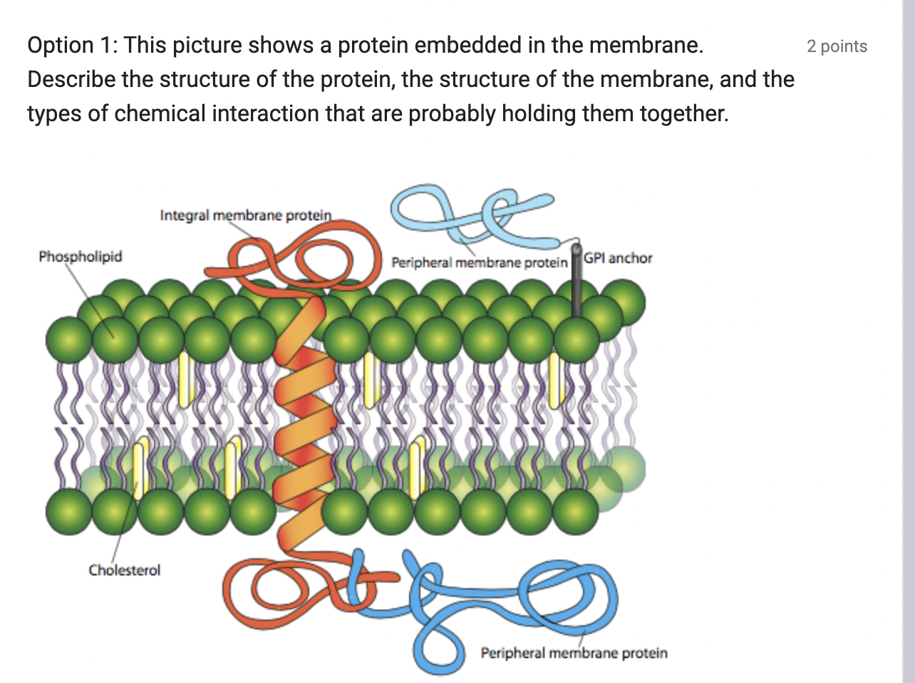 Solved Option 1: This picture shows a protein embedded in | Chegg.com