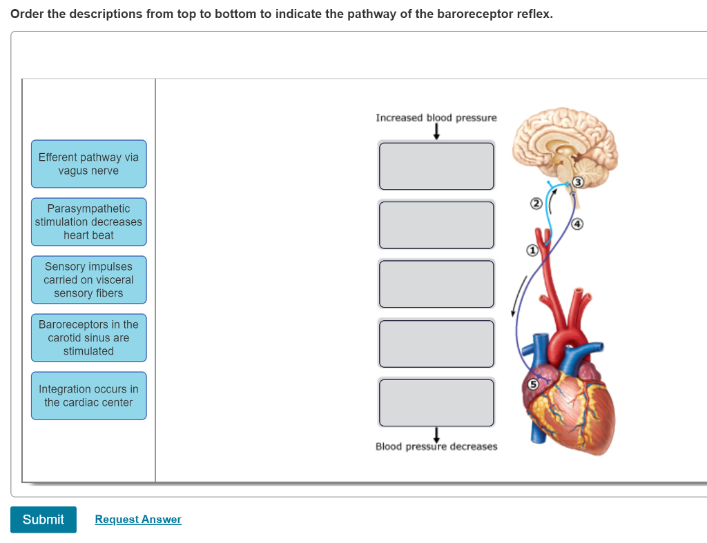 Solved Part A Drag each image into the appropriate bin to | Chegg.com