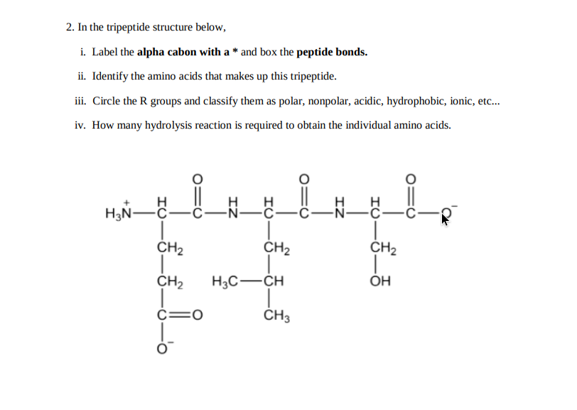 Tripeptide Structure