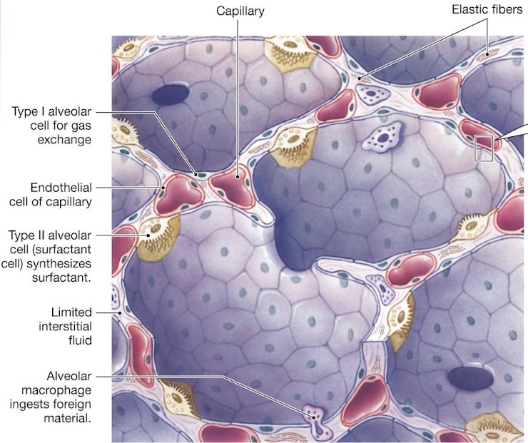 Solved Type I alveolaı cell for gas exchang εlonEndothelia | Chegg.com