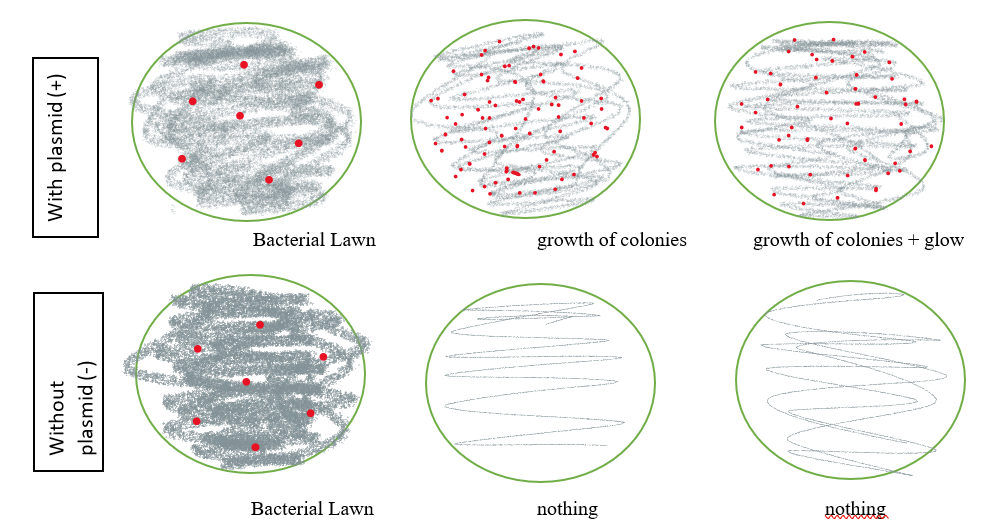 Solved Lab 10: Gene Expression in pGLO (Part lll: Gel | Chegg.com
