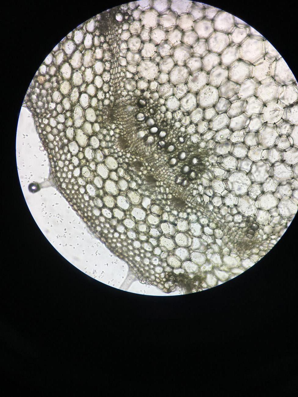 Solved Can you please label the simple permanent tissues | Chegg.com