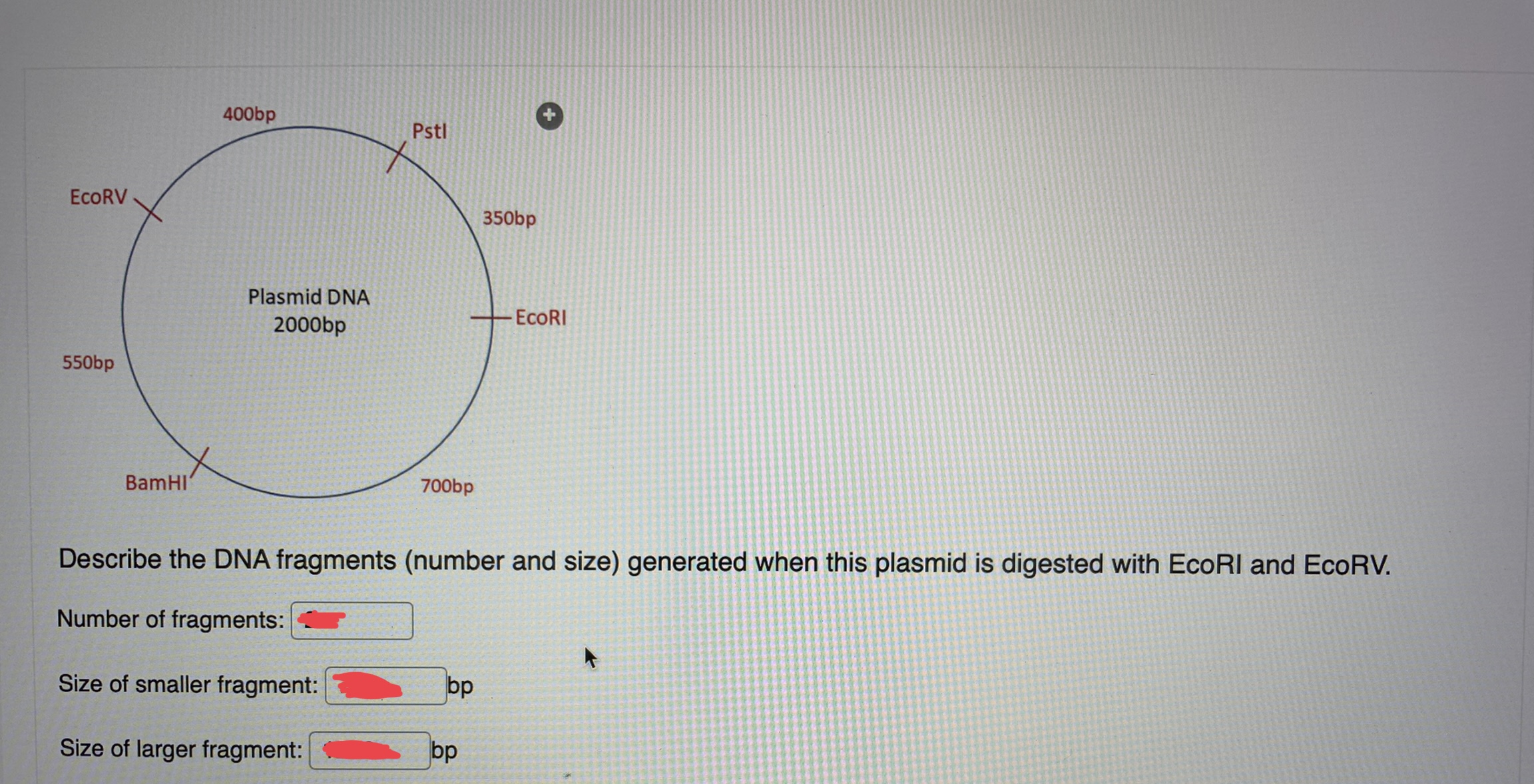Solved Describe the DNA fragments (number and size) | Chegg.com