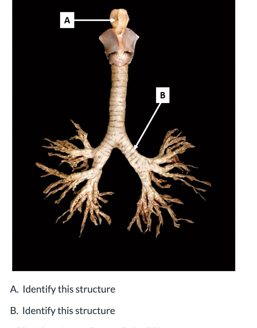 Solved A. Identify this structure | Chegg.com