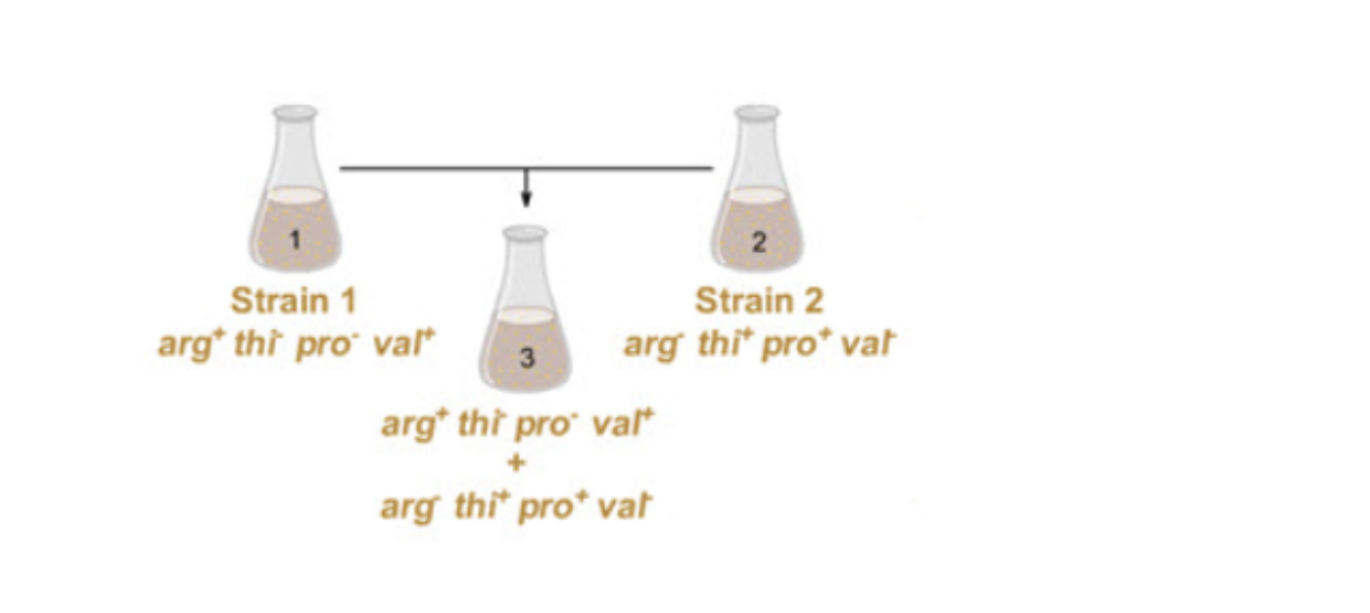 Solved From which flask might you be able to grow bacteria | Chegg.com