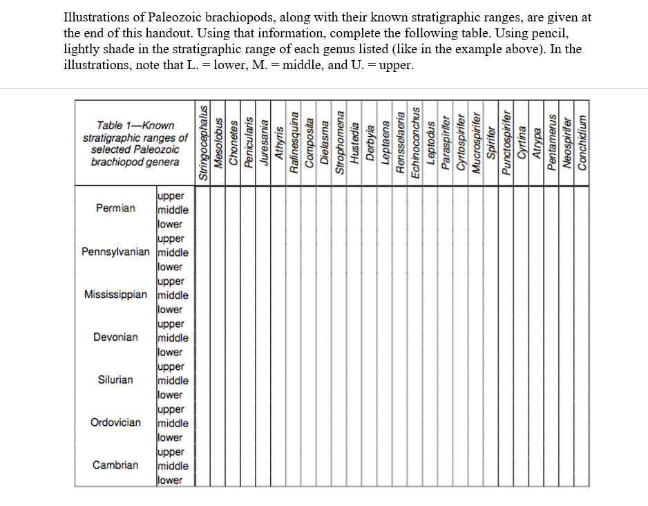 Solved Illustrations of Paleozoic brachiopods, along with | Chegg.com