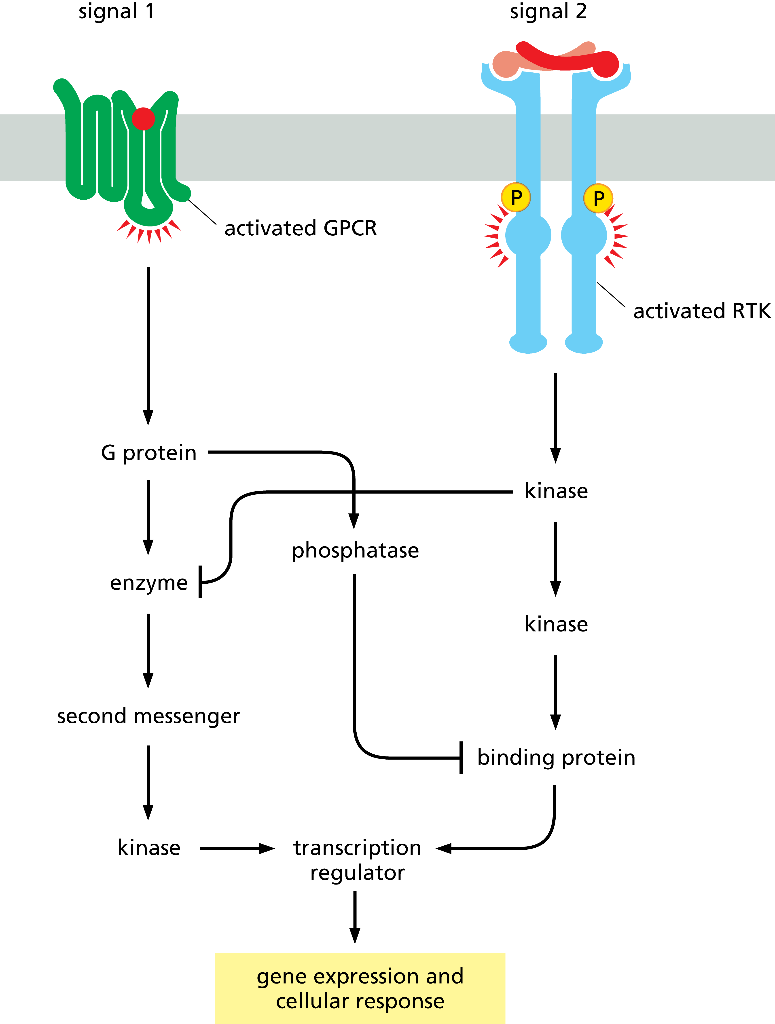 Solved The signaling pathways shown below integrate | Chegg.com
