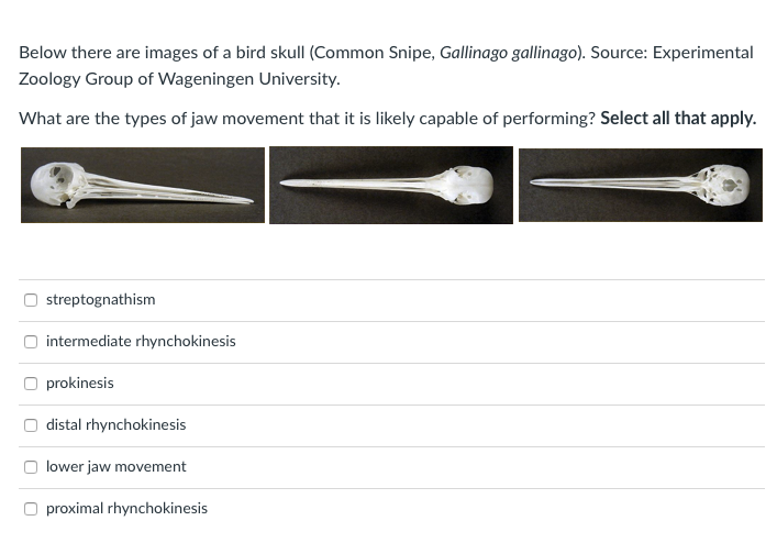 Solved Below there are images of a bird skull (Common Snipe, | Chegg.com