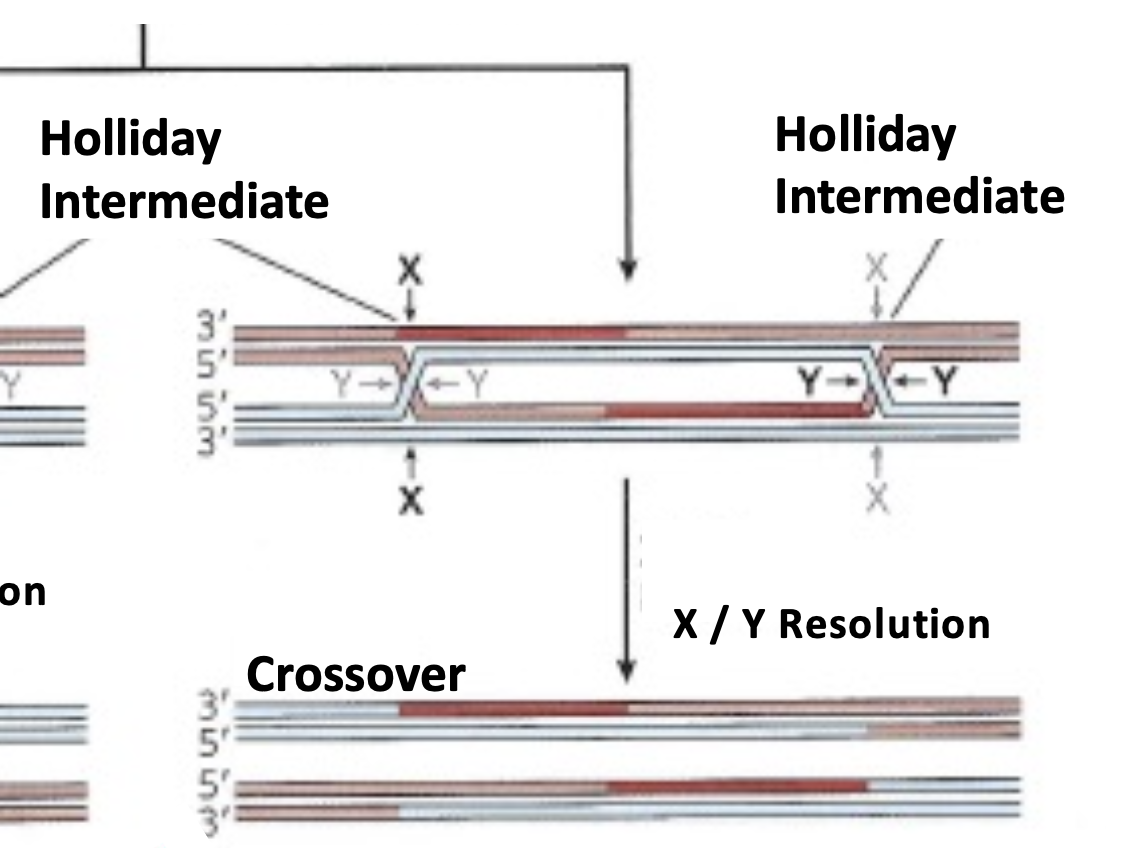 On the bottom left is double holiday junction | Chegg.com