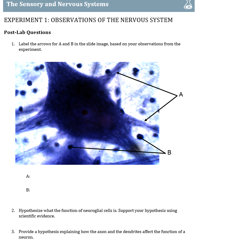 Solved The Sensory and Nervous Systems EXPERIMENT 1: | Chegg.com