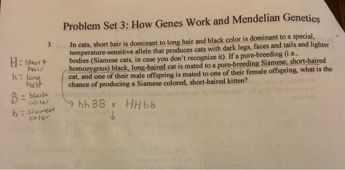 Solved Problem Set 3: How Genes Work and Mendelian Genetics | Chegg.com
