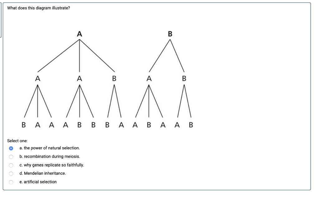 Natural Selection Diagram
