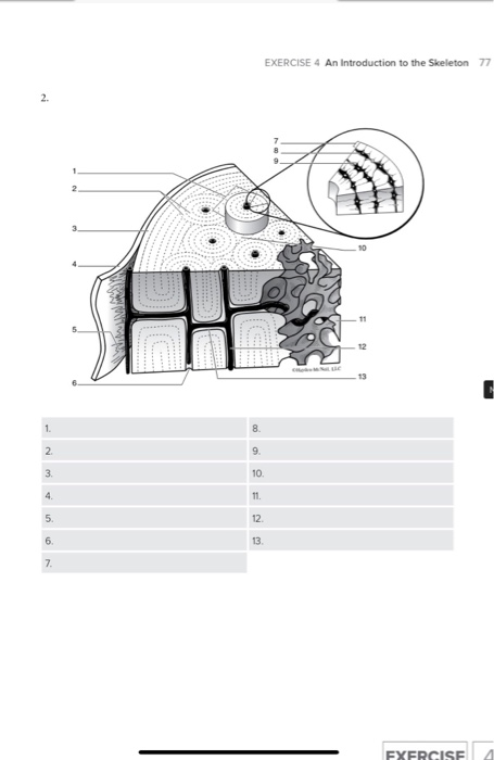 Solved EXERCISE 4 An Introduction to the Skeleton 77 | Chegg.com