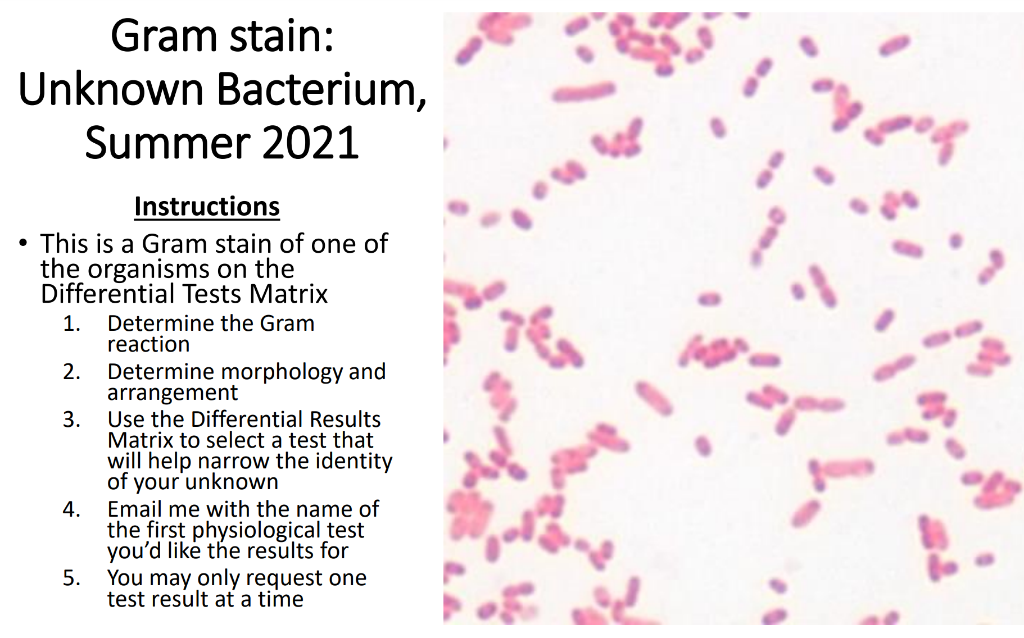 Serratia Marcescens Gram Stain