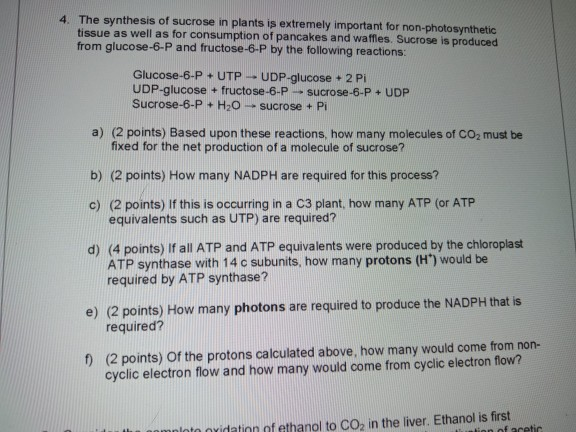 Solved The synthesis of sucrose in plants is extremely | Chegg.com